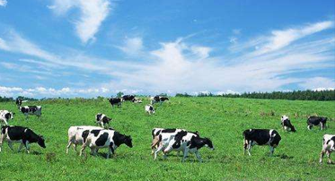Application and Effects of Glucanase in Polygastric Animals - Chaoyang ...
