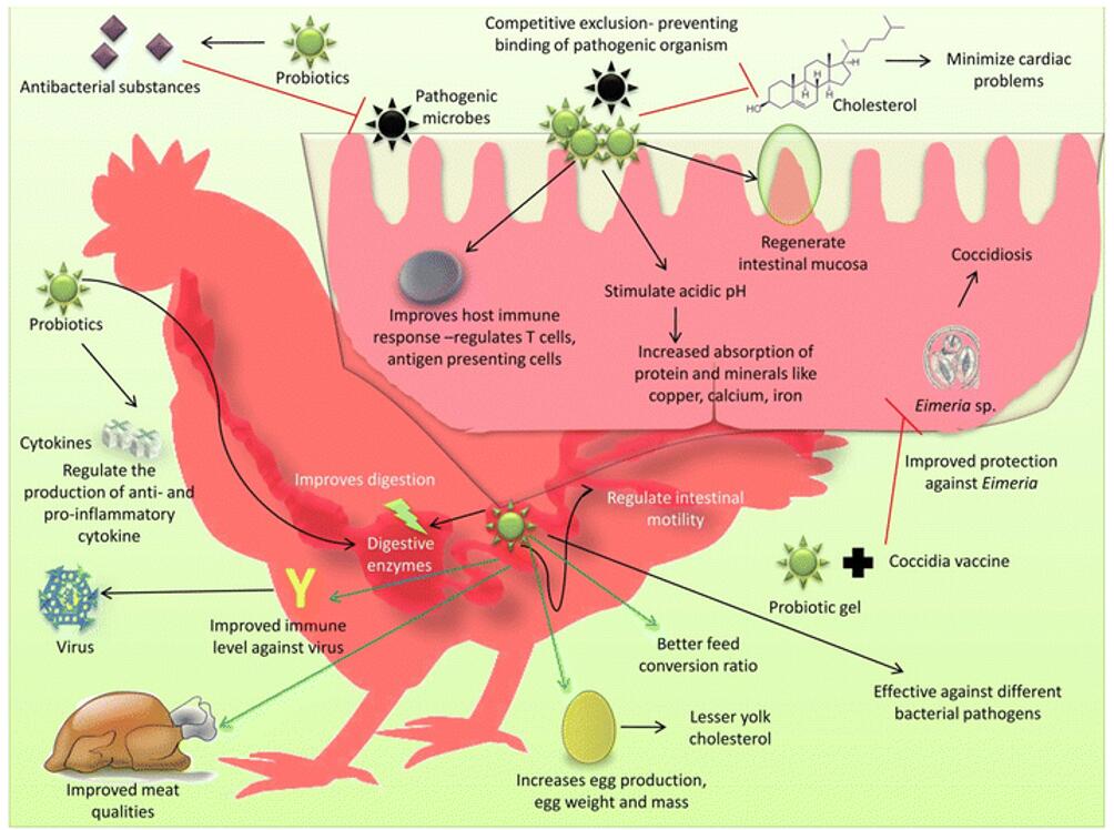 The Application of Enterococcus faecalis in Poultry Farming - Chaoyang ...