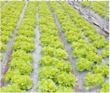 Case Reports on the Application of Bacillus licheniformis in ...