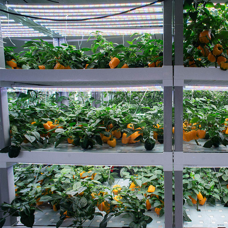 Supply Color Pepper Indoor Cultivation Vertical Hydroponic Module ...