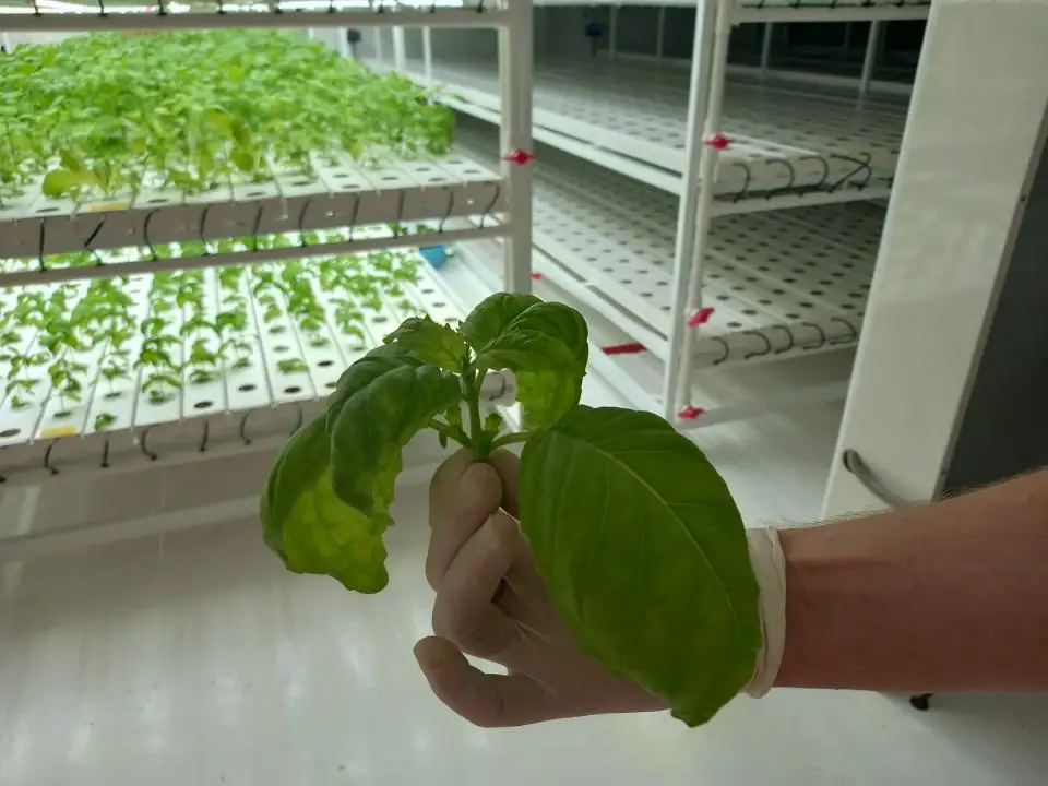 Supply Aeroponics Indoor Nft Channel Hydroponic Growing Systems Small ...