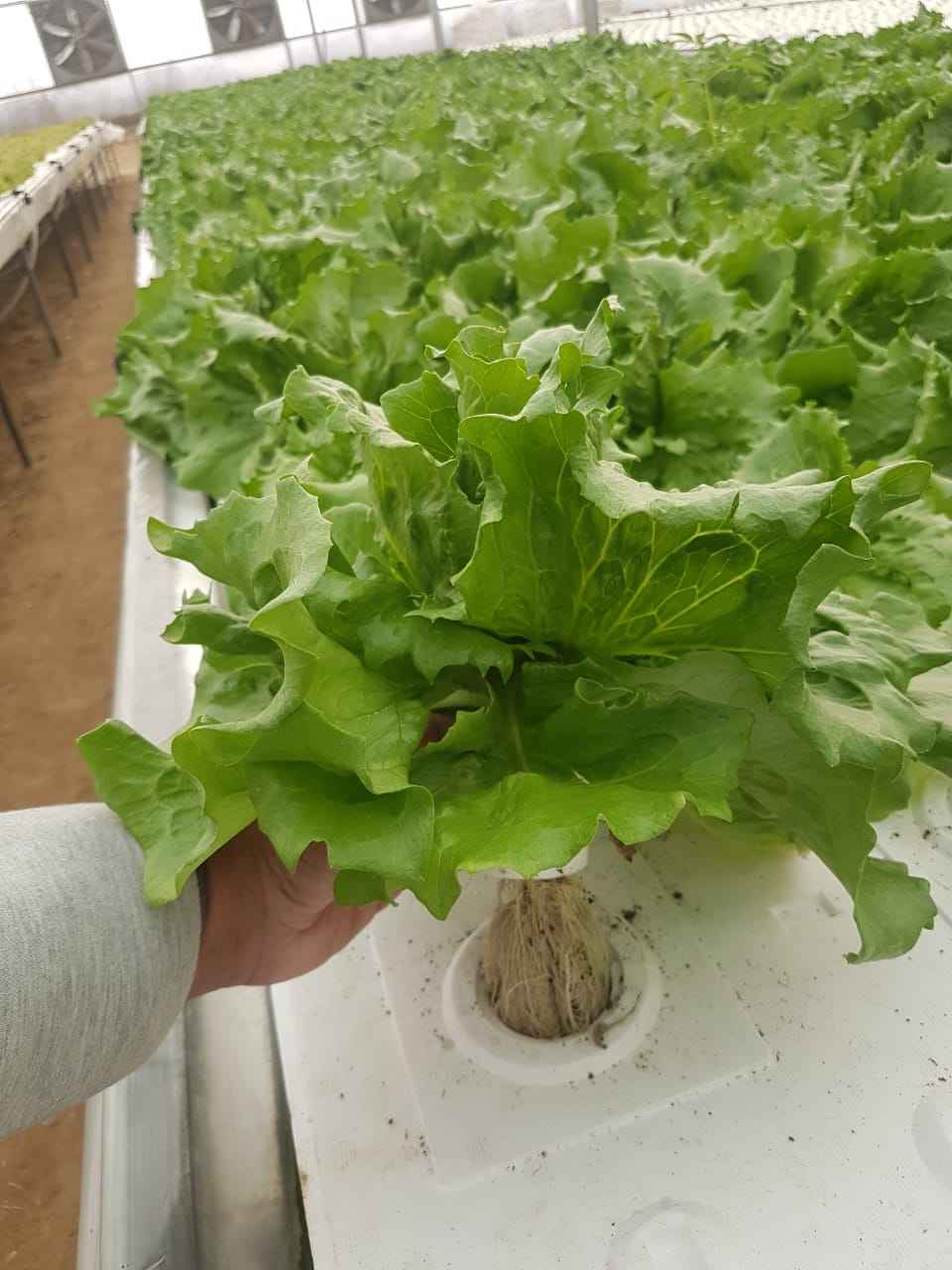 Supply XPS DWC Hydroponic Floating Raft Growing Foam Board for Deep ...