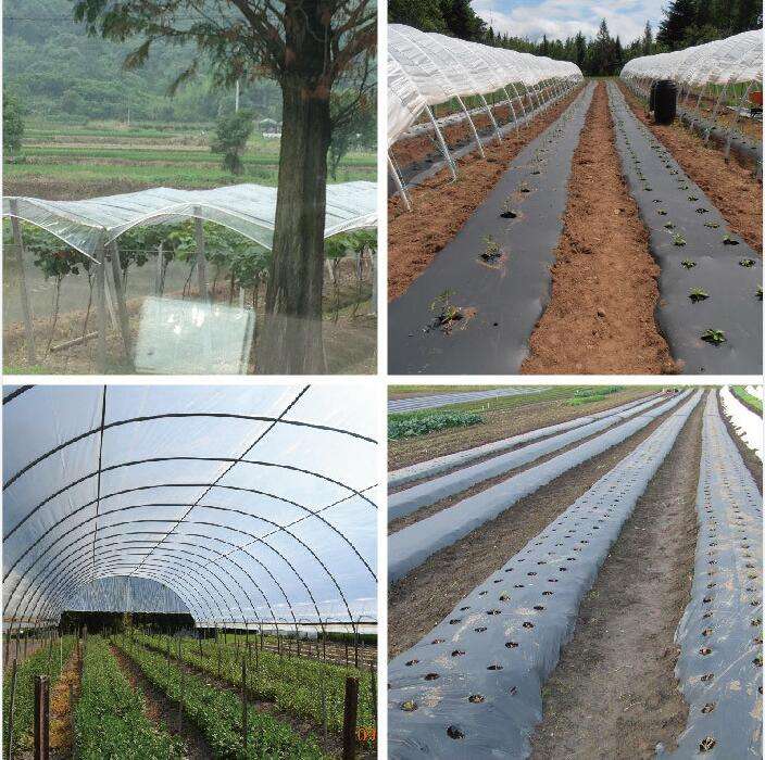 Supply Silver and Black Mulch Film Agricultural Reflective Insect ...