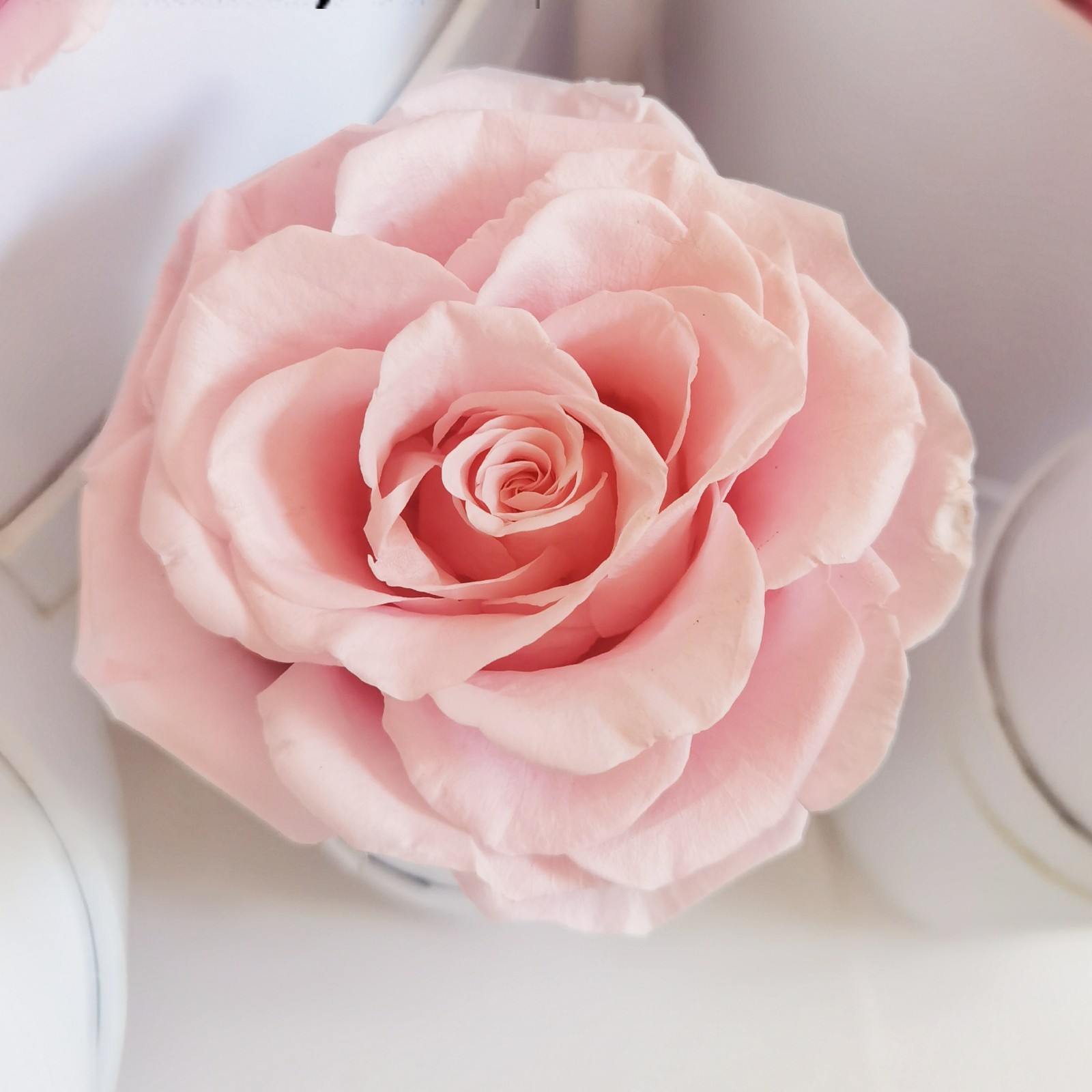 Supply Different Sizes Preserved Roses In Heart Box Wholesale Factory ...