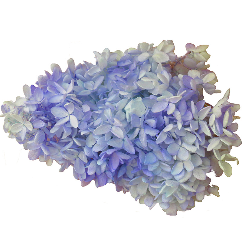 Supply Single Preserved Hydrangea Material Wholesale Factory - Wujing ...