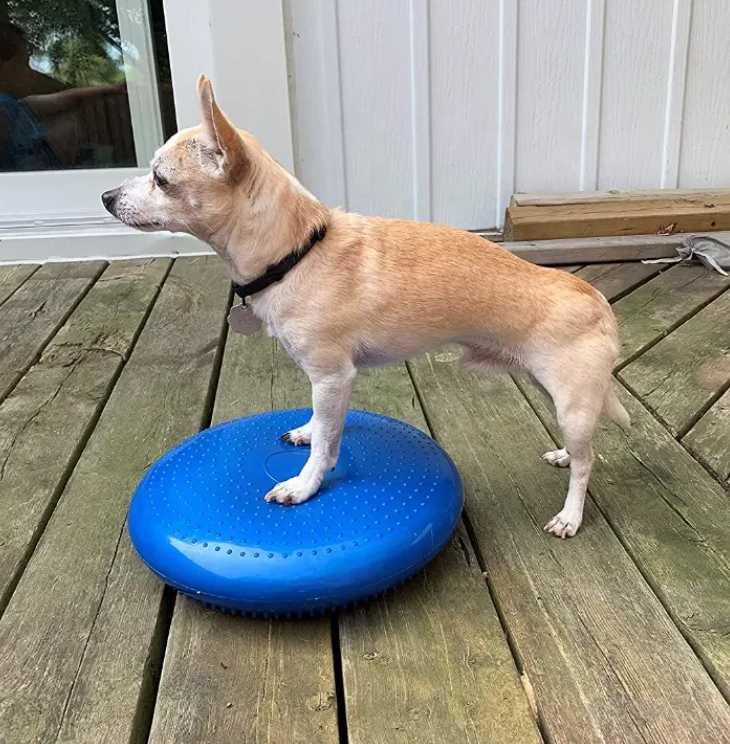 Supply Dog Balance Disc Wholesale Factory - Dalian Usmile Pet ...