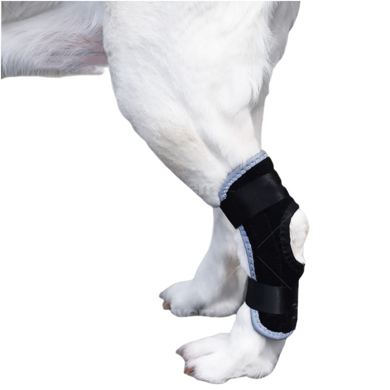 Supply Dog Back Leg Splint Wholesale Factory - Usmile (Dalian) Pet ...